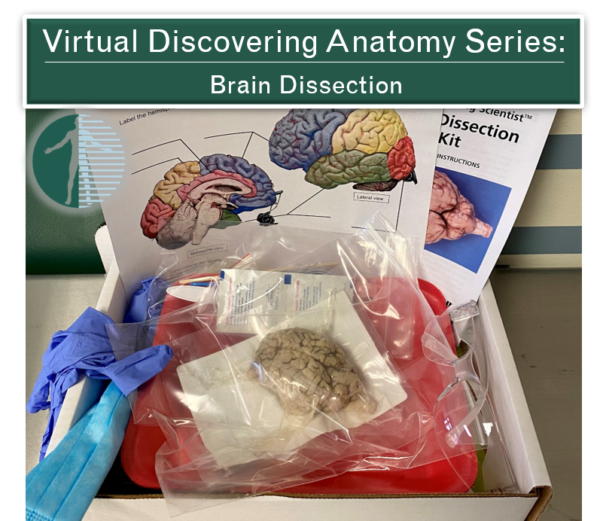 Virtual Discovering Anatomy Dissection: Brain - Experience Anatomy