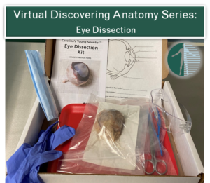 Virtual Discovering Anatomy Dissection: Eyeball - Experience Anatomy