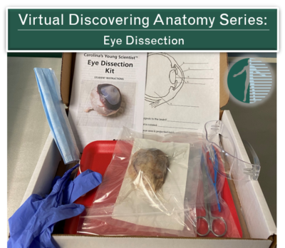 Virtual Discovering Anatomy Dissection: Eyeball - Experience Anatomy