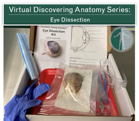 Virtual Discovering Anatomy Dissection: Eyeball - Experience Anatomy
