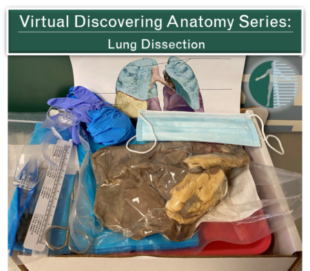Virtual Discovering Anatomy Dissection: Lung - Experience Anatomy