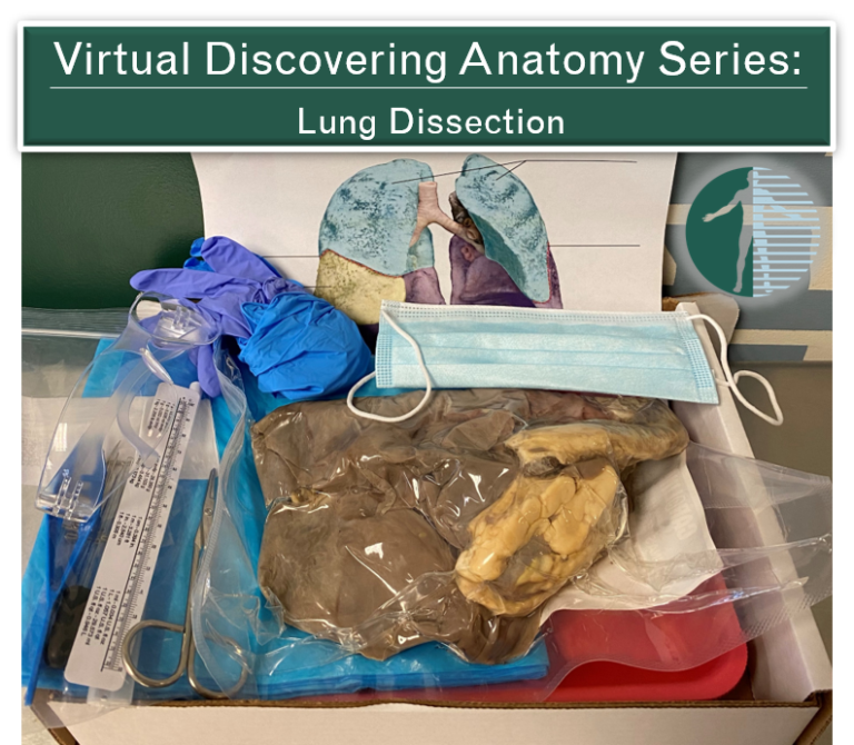 Virtual Discovering Anatomy Dissection: Lung - Experience Anatomy