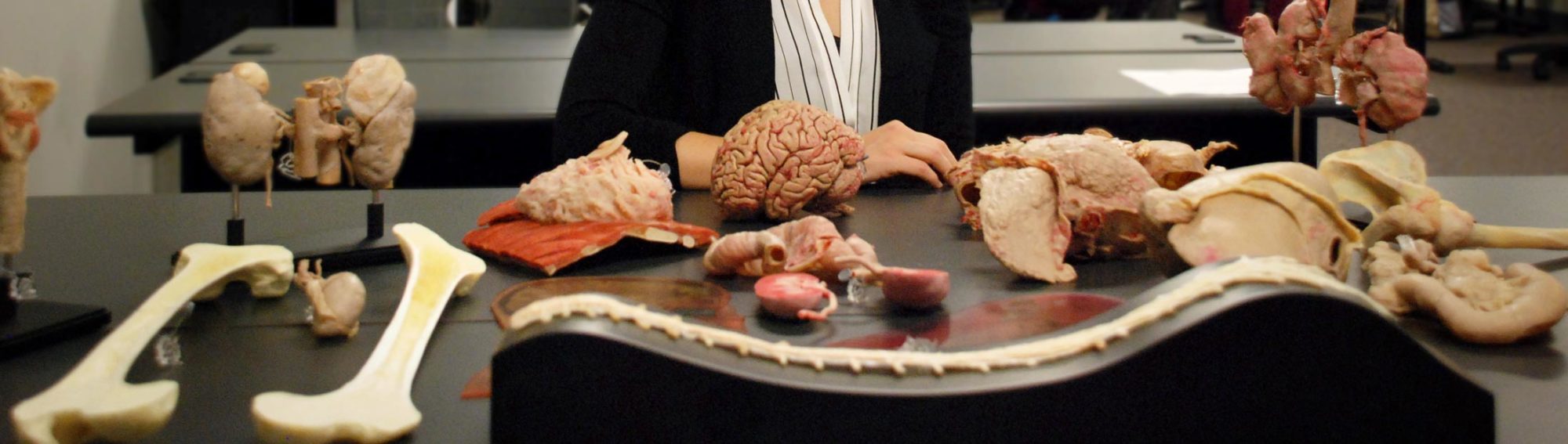 What Is Plastination? | History, Use, & Process | Experience Anatomy