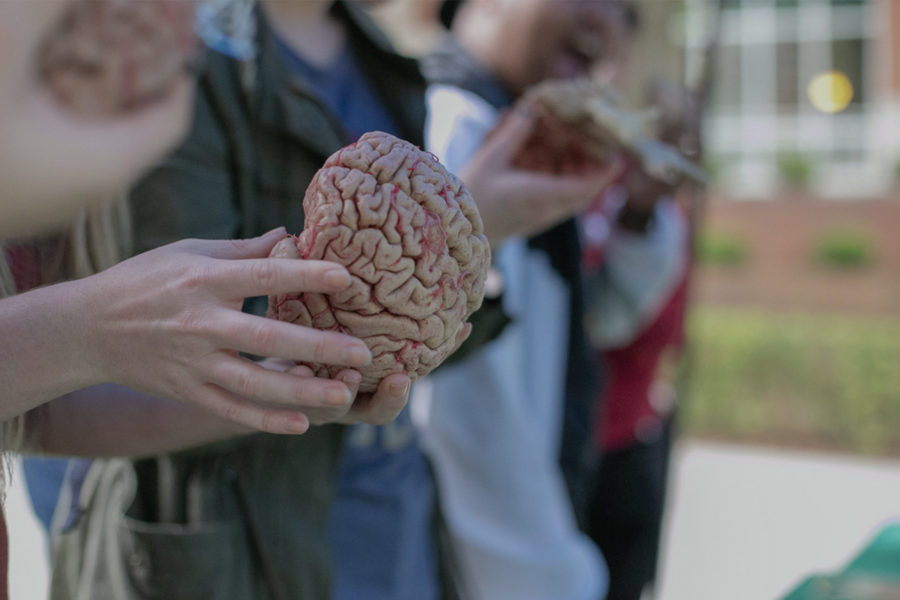 Virtual Discovering Anatomy Series: Brain Dissection - Experience Anatomy